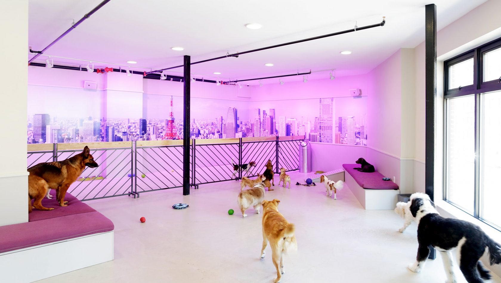 DOGMA | Doggy daycare, overnight boarding, grooming and walking ...