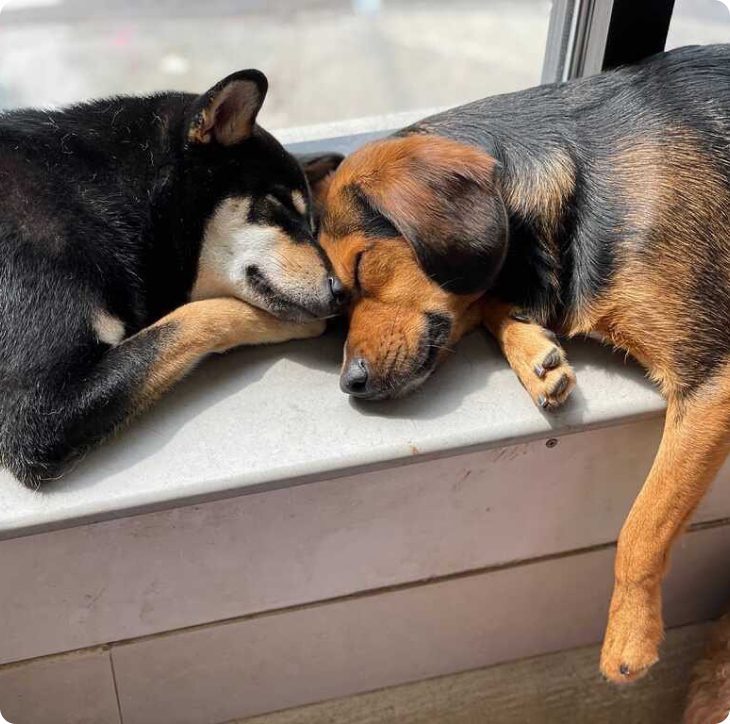 DOGMA | Doggy daycare, overnight boarding, grooming and walking ...