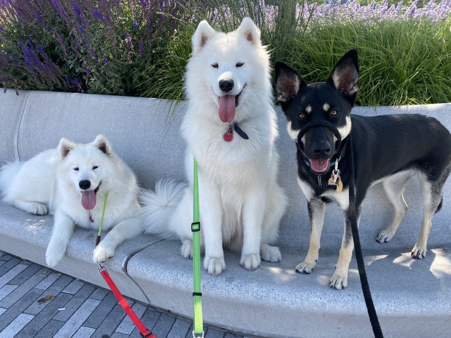 DOGMA | Doggy daycare, overnight boarding, grooming and walking ...