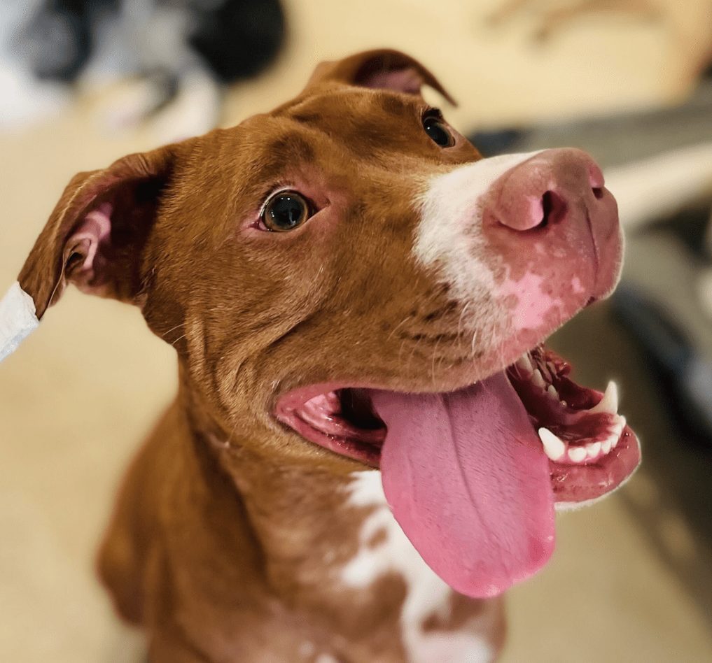 DOGMA | Doggy daycare, overnight boarding, grooming and walking ...